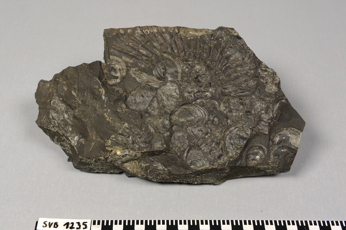 Fossil - Svalbard Museum / DigitaltMuseum